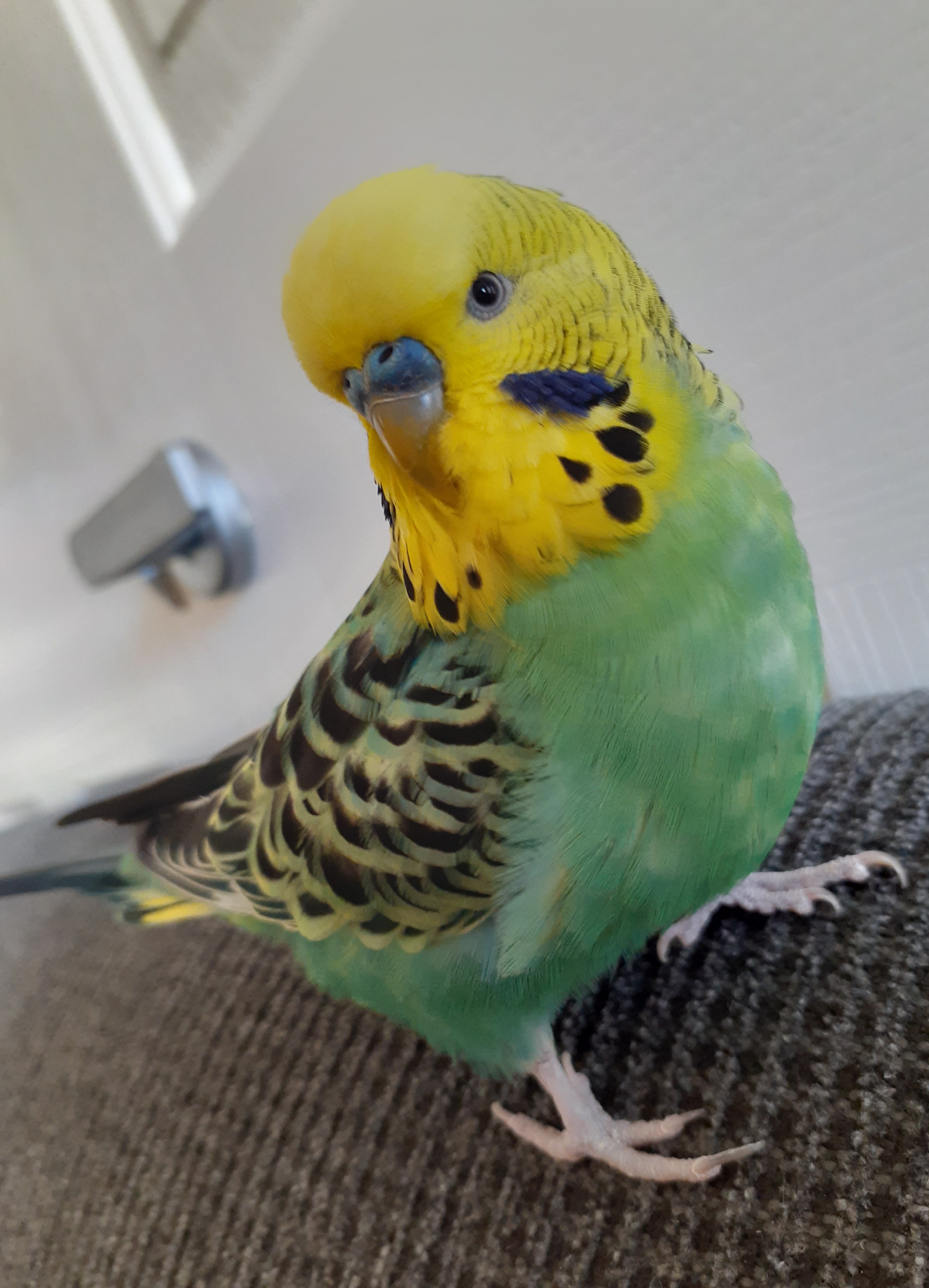 Bird: About